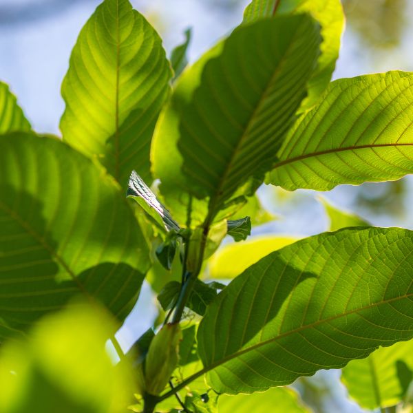Buy Bentuangie Kratom | LIH Tea Company