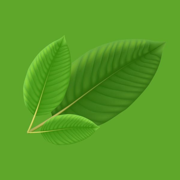 Green Elephant - LIH Tea Company