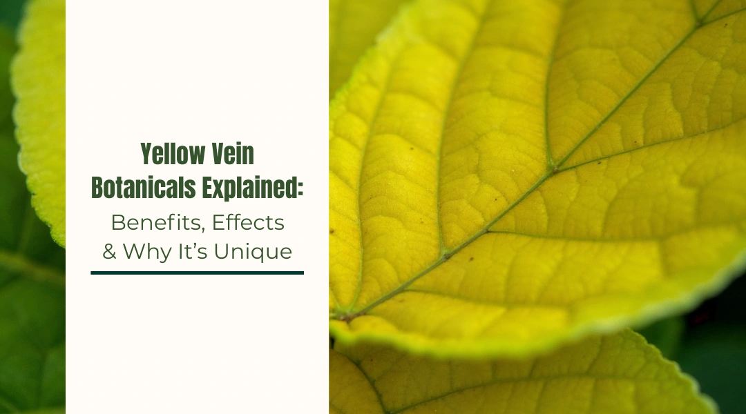 Yellow Vein Botanicals Explained: Benefits, Effects & Why It’s Unique ...